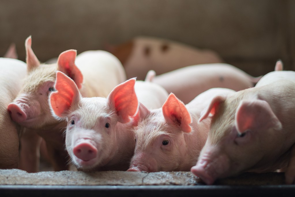 Swine Influenza: Reinforced Diagnostics For a Persistent Virus - Poulpharm